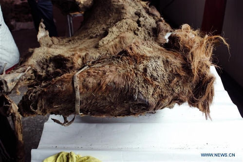 Mongolian archaeologists excavate rare intact ancient mummy - Global Times