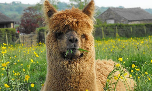 Eating alpaca meat gains popularity in Australia - Global Times