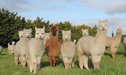 Eating alpaca meat gains popularity in Australia - Global Times
