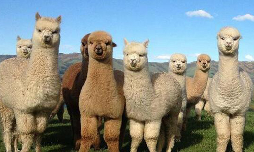 Eating alpaca meat gains popularity in Australia - Global Times