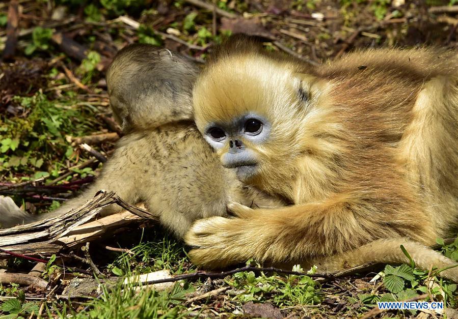 4 golden monkeys born in April in China's Hubei - Global Times