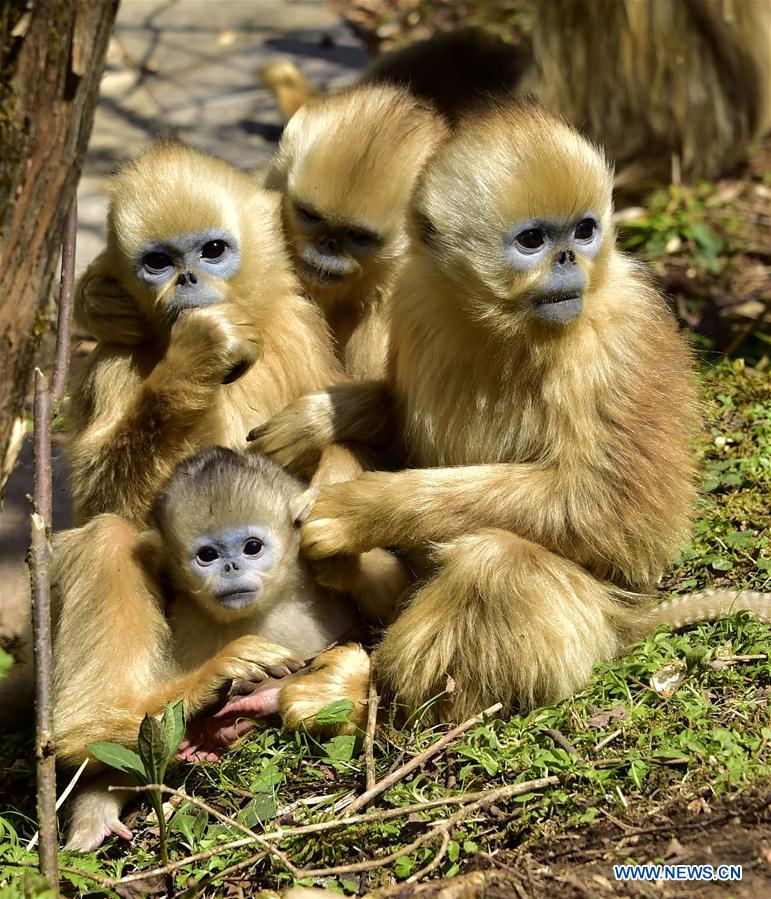 4 golden monkeys born in April in China's Hubei - Global Times