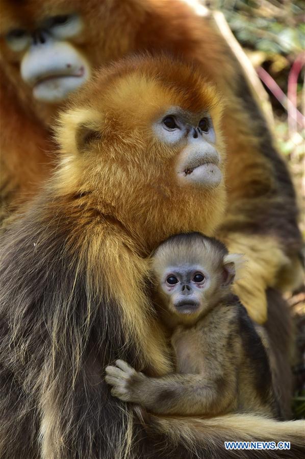 4 golden monkeys born in April in China's Hubei - Global Times