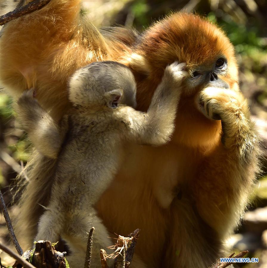 4 golden monkeys born in April in China's Hubei - Global Times