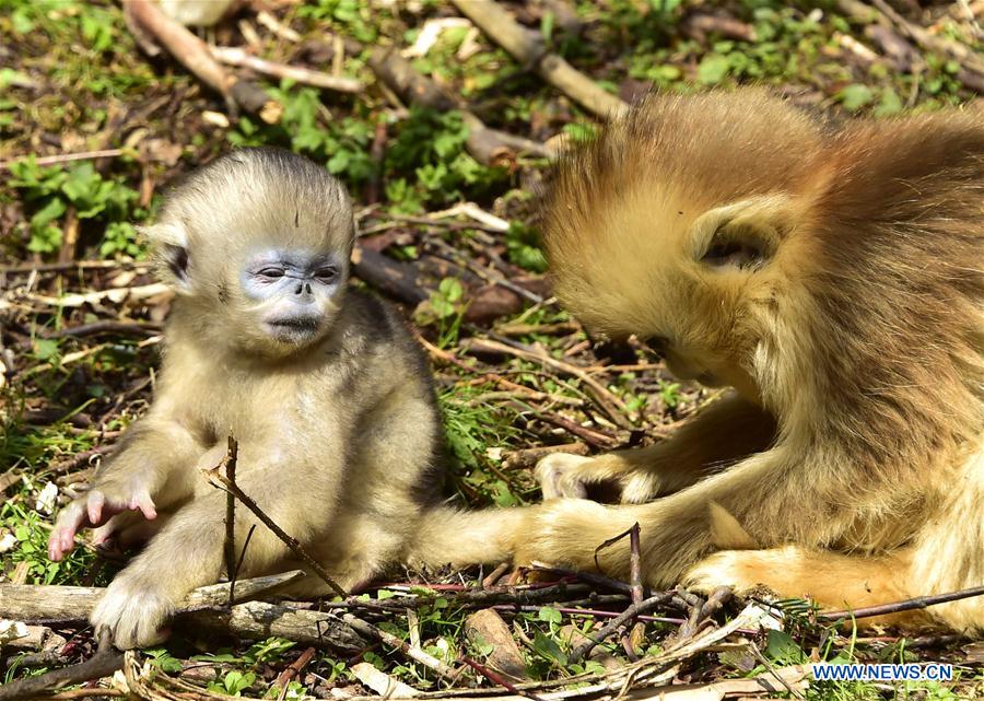 4 golden monkeys born in April in China's Hubei - Global Times