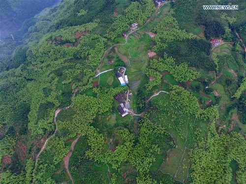 In pics: tea plantations in Fuding, SE China - Global Times