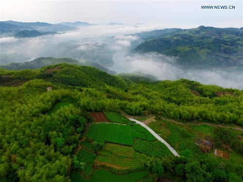 In pics: tea plantations in Fuding, SE China - Global Times