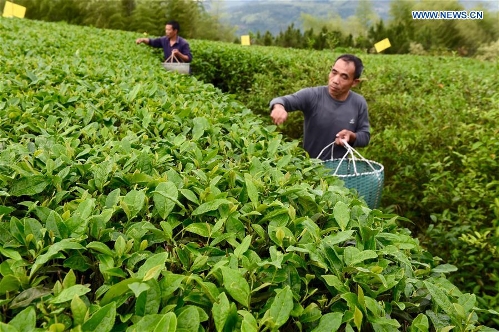 In pics: tea plantations in Fuding, SE China - Global Times