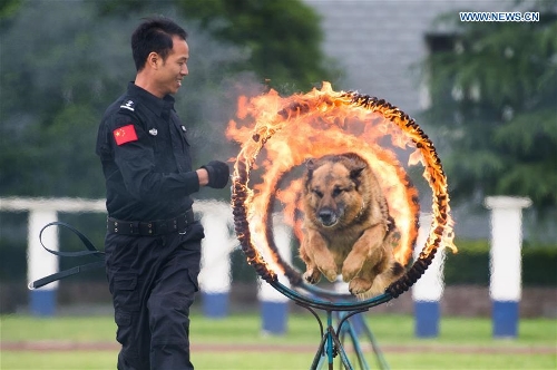Training of police dogs shown to public in SW China - Global Times