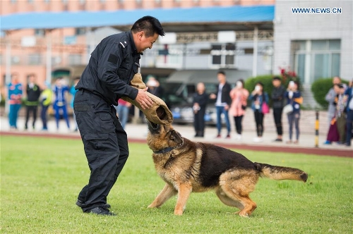 Training of police dogs shown to public in SW China - Global Times