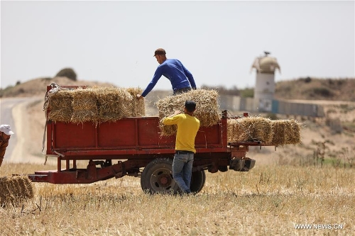 Palestinian farmers harvest wheat near borders with Israel in Gaza ...