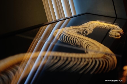 Snake exhibition held at Institute's snake museum in Bangkok - Global Times