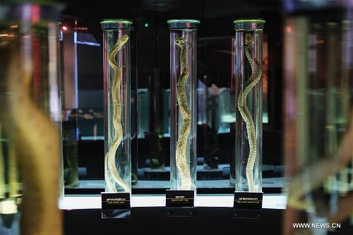 Snake exhibition held at Institute's snake museum in Bangkok - Global Times