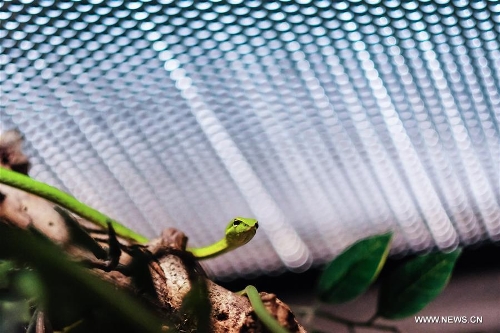Snake exhibition held at Institute's snake museum in Bangkok - Global Times