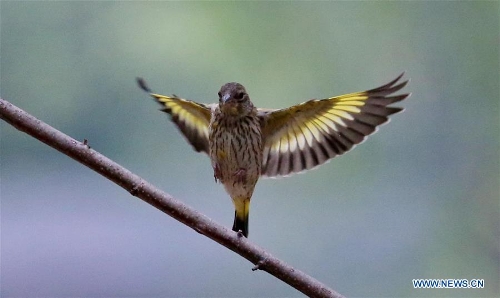 Goldfinches flying at Beijing Botanical Garden - Global Times