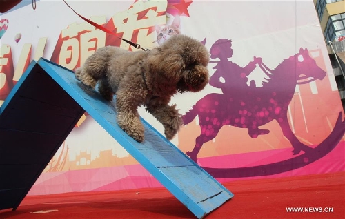 Dog show starts in E China's Shandong - Global Times