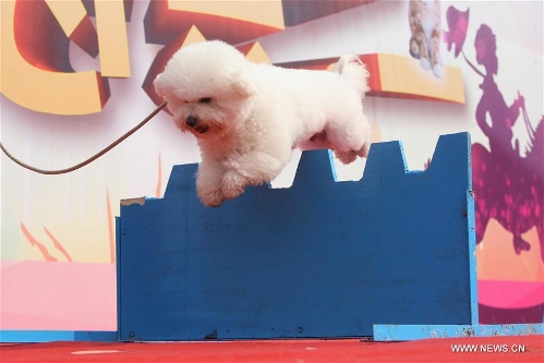 Dog show starts in E China's Shandong - Global Times