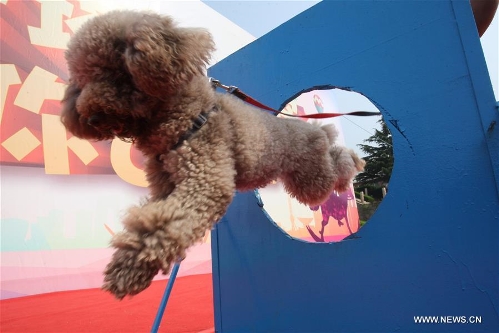 Dog show starts in E China's Shandong - Global Times
