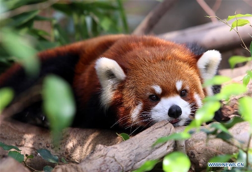 Ying Ying and Le Le: most popular stars of HK Ocean Park - Global Times