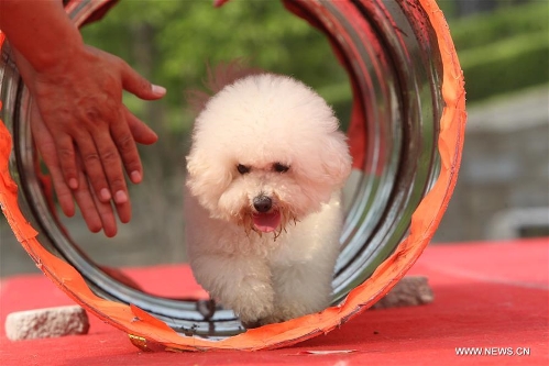 Dog show starts in E China's Shandong - Global Times