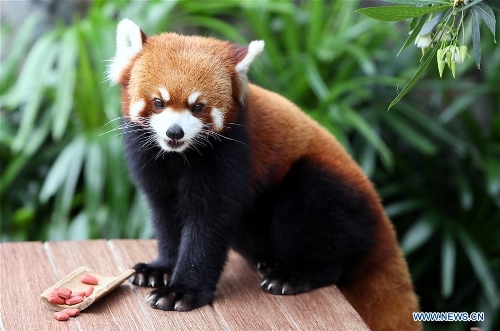 Ying Ying and Le Le: most popular stars of HK Ocean Park - Global Times