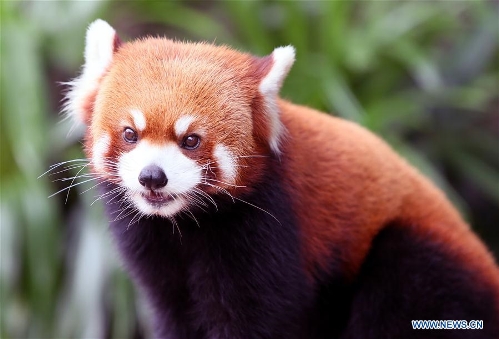 Ying Ying and Le Le: most popular stars of HK Ocean Park - Global Times