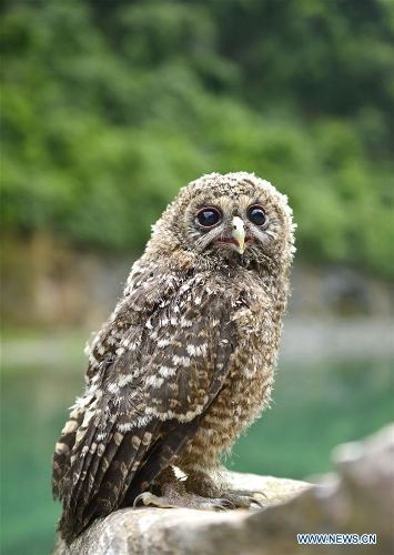 Owl fledgling enjoys scenery in Xuan'en, C China's Hubei - Global Times
