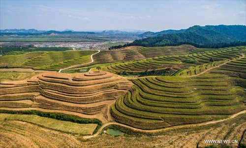 Tea field transformed from abandoned mines seen in E China - Global Times