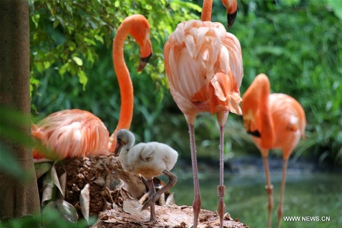 Baby bird of flamingo born at China's Nanning Zoo - Global Times