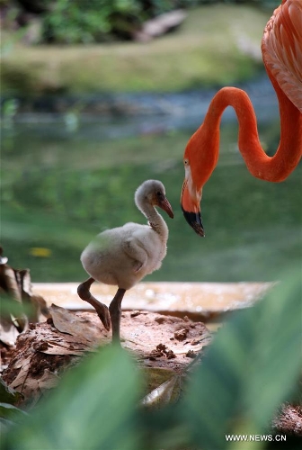 Baby bird of flamingo born at China's Nanning Zoo - Global Times