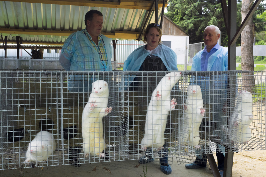The price of fur: Inside a Russian mink farm - Global Times
