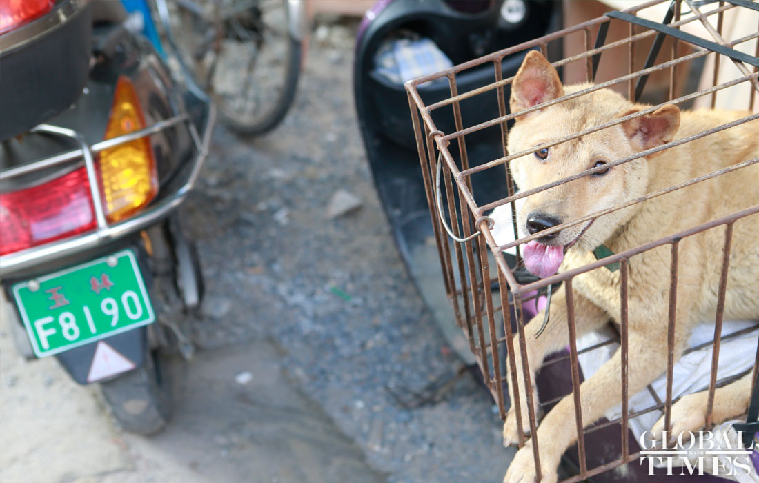 South China’s Yulin dog meat festival begins as dog lovers descend on ...