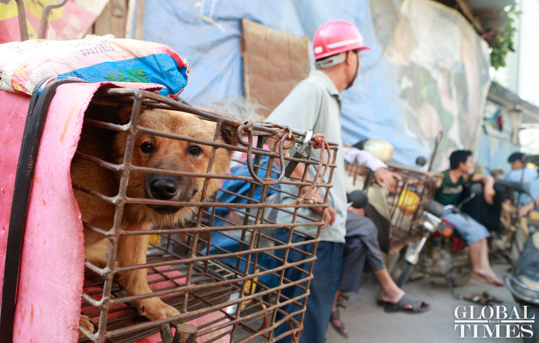 South China’s Yulin dog meat festival begins as dog lovers descend on ...