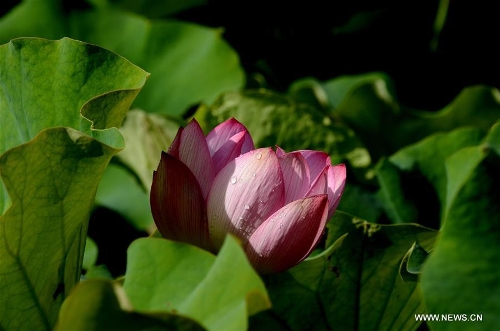 Blooming lotus seen in NW China's Gansu - Global Times