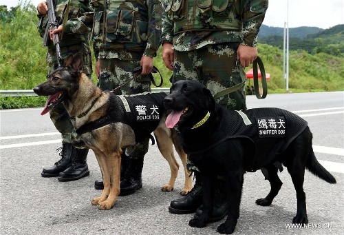 Sniffer dogs receive training at Jiangqiao Police Dog Training Base in ...