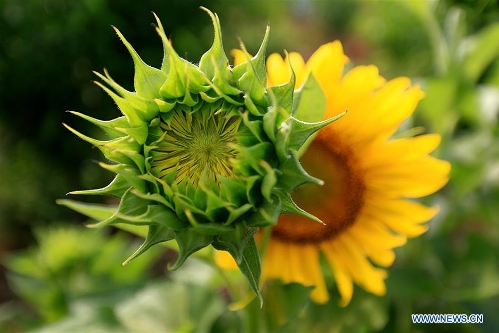 Sunflowers blossom in N China - Global Times