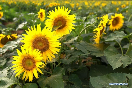 Sunflowers blossom in N China - Global Times