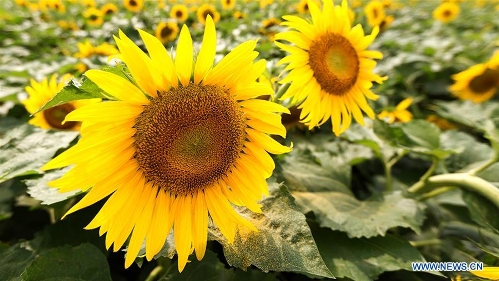 Sunflowers blossom in N China - Global Times
