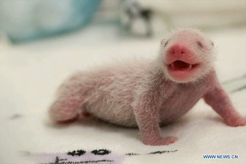 One-week-old giant panda twins shown in South China's Macao - Global Times