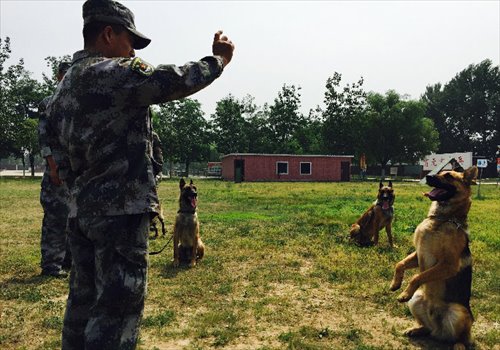 Soldiers train military working dogs - Global Times