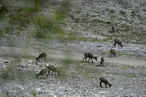 Blue sheep search for food in Helan Mountain of NW China's Ningxia ...