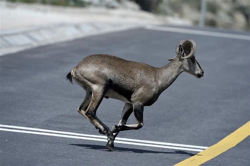Blue sheep search for food in Helan Mountain of NW China's Ningxia ...