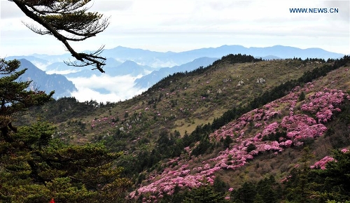 China's Hubei Shennongjia added to World Heritage List - Global Times