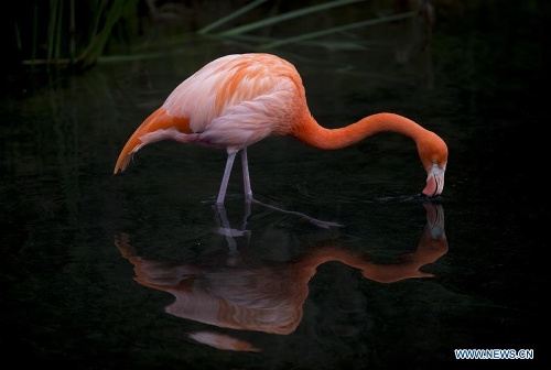 In pics: Temaiken Biopark in Escobar city, Argentina - Global Times