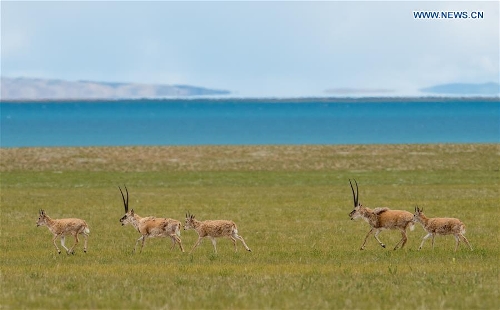 Number of Tibetan antelopes rises to 200,000 in SW China - Global Times