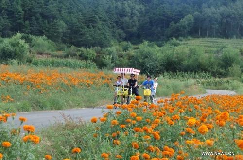 Flower fields in full bloom in Beijing - Global Times