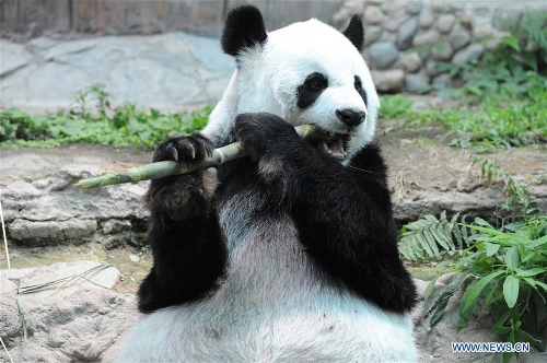 Giant panda couple Chuang Chuang, Lin Hui in N Thailand - Global Times