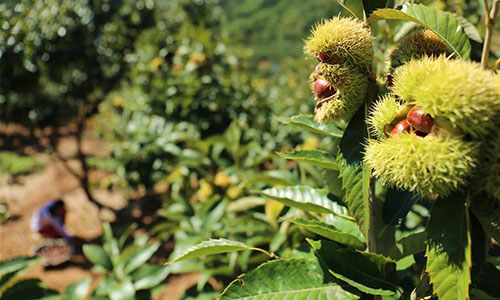 Harvest season for chestnuts comes in N China - Global Times