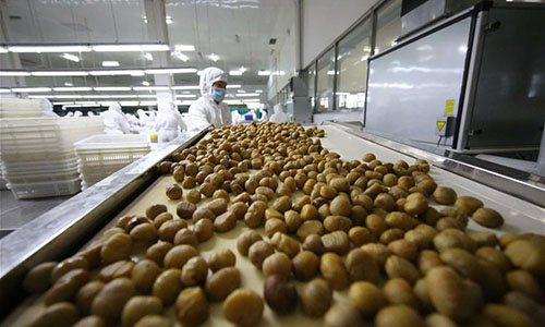 Harvest season for chestnuts comes in N China - Global Times