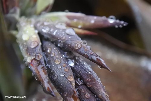 17th Chinese solar term Cold Dew comes - Global Times